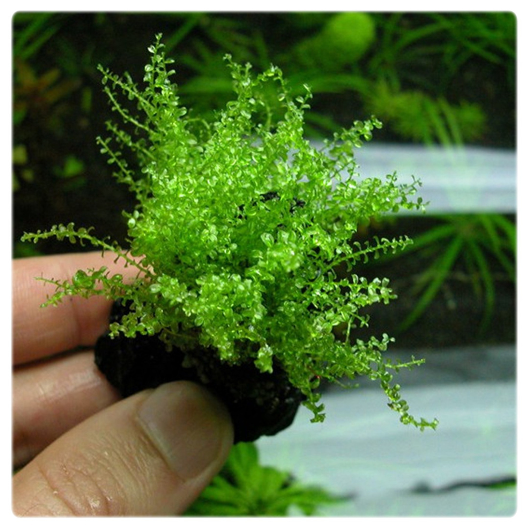 Mech Mini Perlen Moss (sp610) porcja in vitro